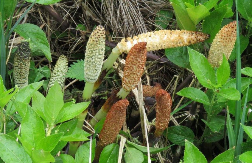 Standing up for the Phyllis Currie Reserve | Chris Gibson Wildlife