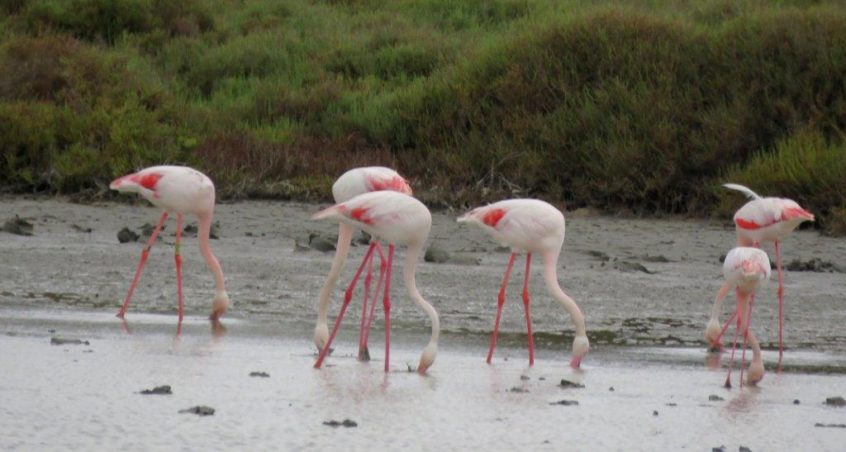 Spring in the Camargue | Chris Gibson Wildlife