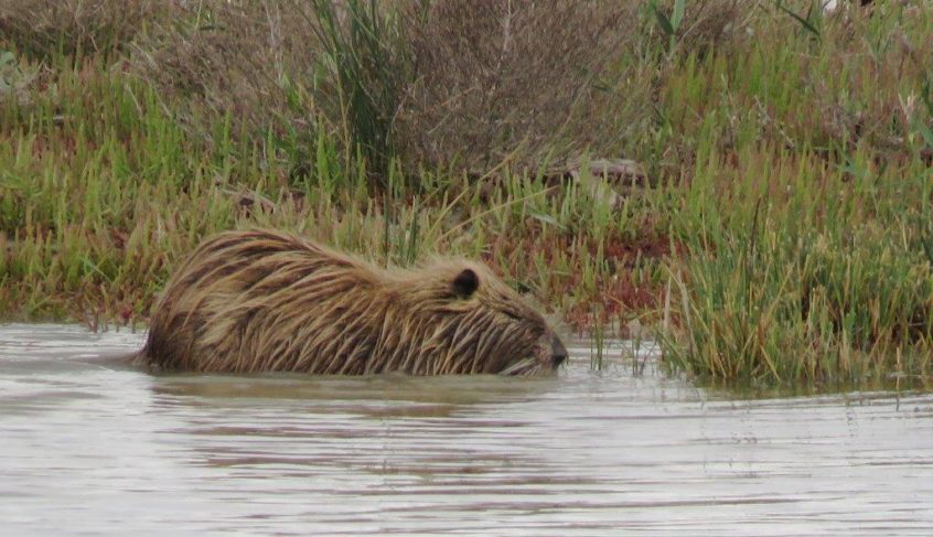 Spring in the Camargue | Chris Gibson Wildlife