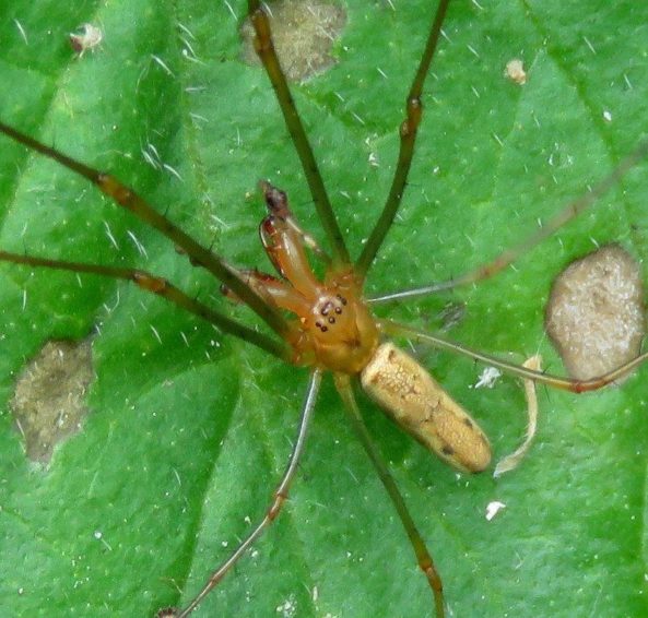 Standing up for the Phyllis Currie Reserve: early June | Chris Gibson ...