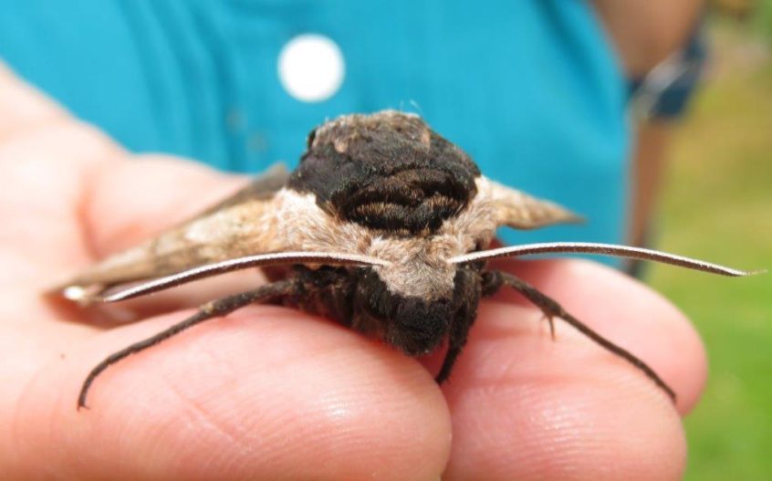 Review: Our new toy – a compact portable moth trap | Chris Gibson Wildlife