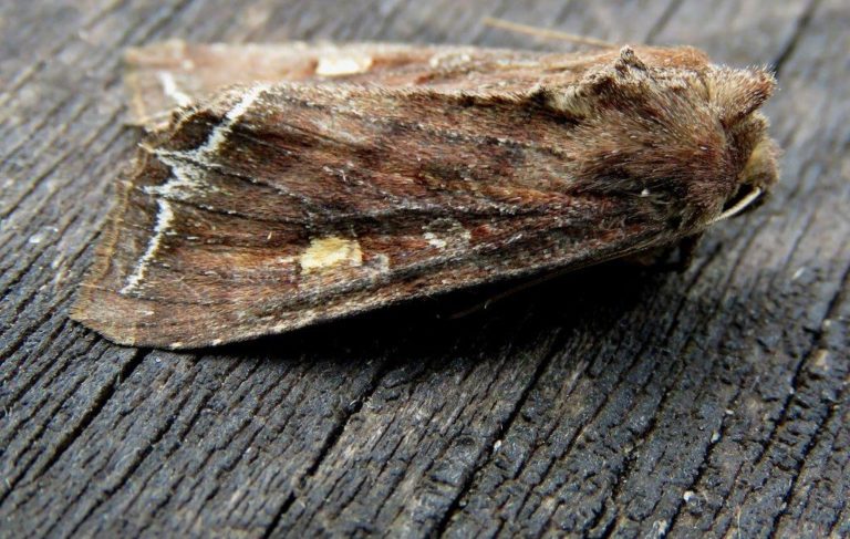 Review: Our new toy – a compact portable moth trap | Chris Gibson Wildlife