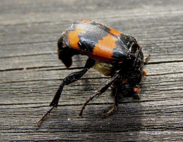 Review: Our new toy – a compact portable moth trap | Chris Gibson Wildlife