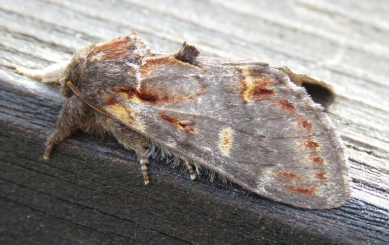 Review: Our new toy – a compact portable moth trap | Chris Gibson Wildlife