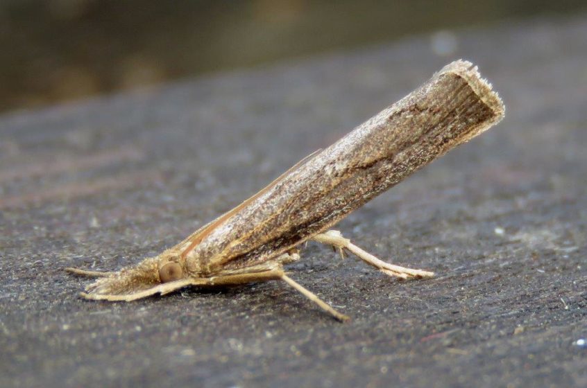 Review: Our new toy – a compact portable moth trap | Chris Gibson Wildlife