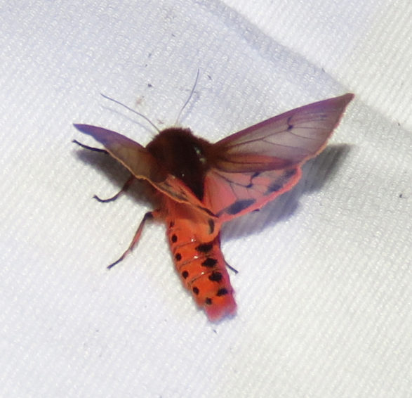 Review: Our new toy – a compact portable moth trap | Chris Gibson Wildlife