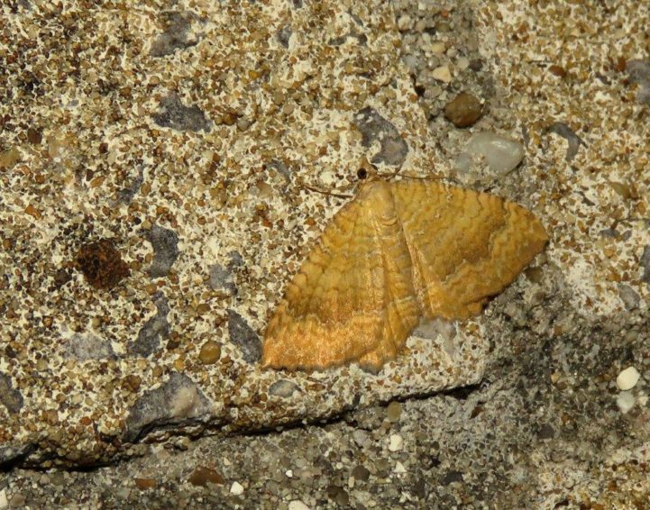 Review: Our new toy – a compact portable moth trap | Chris Gibson Wildlife