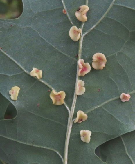 Return to Gunnersbury Triangle: wasp galls on an oak tree | Chris ...