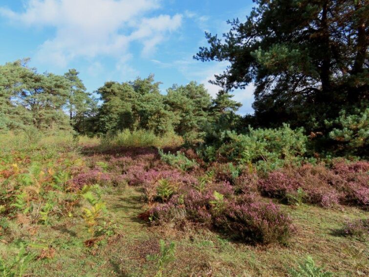 Autumn in the southern Suffolk Sandlings | Chris Gibson Wildlife