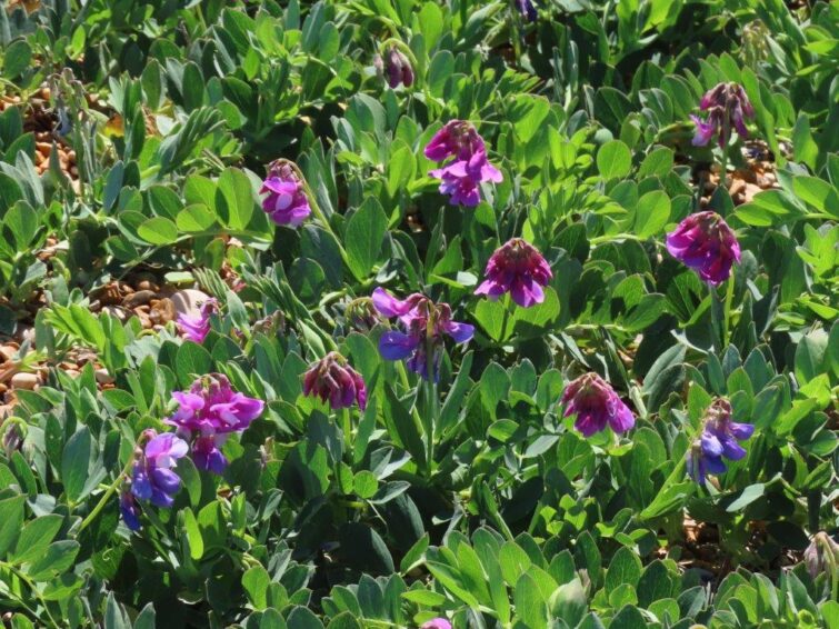 A hot day on the Deben Peninsula | Chris Gibson Wildlife