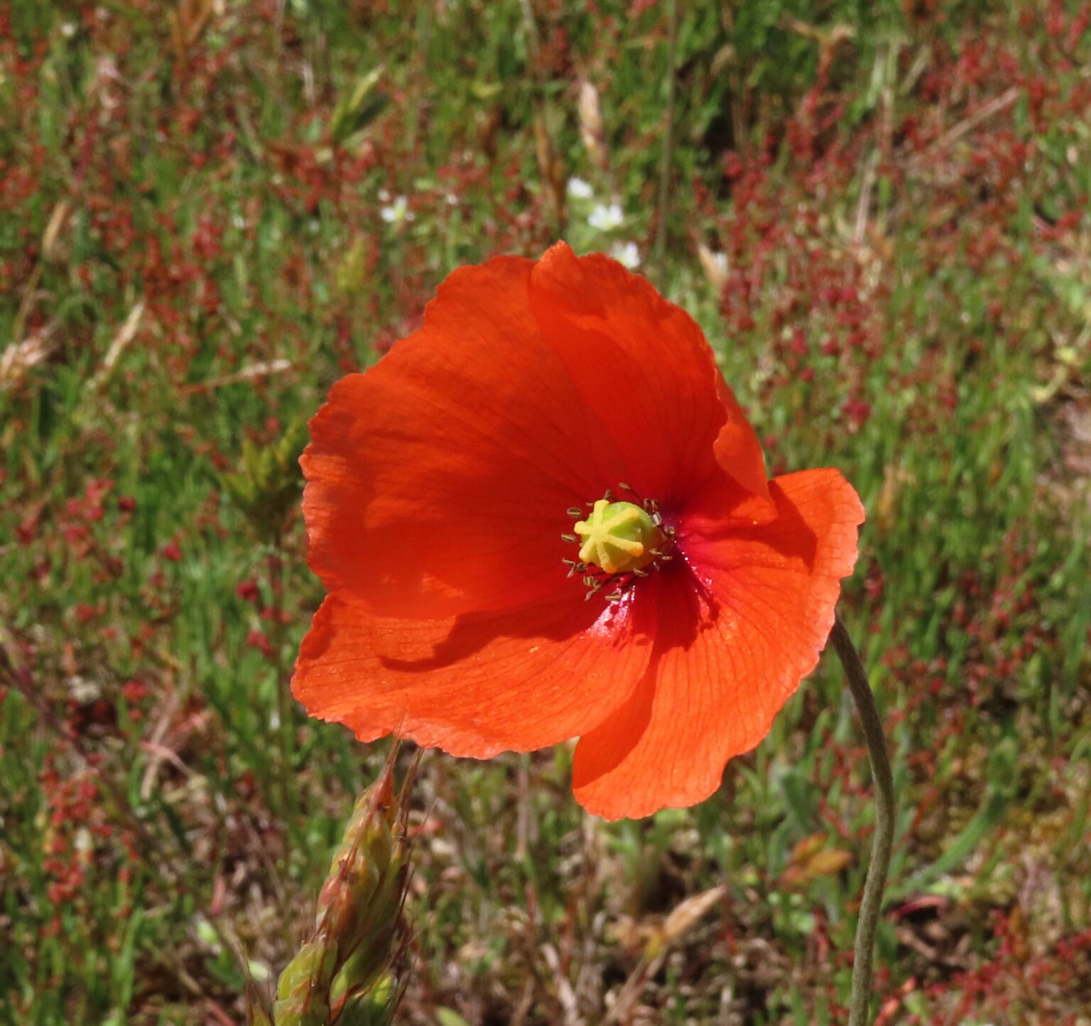 A hot day on the Deben Peninsula | Chris Gibson Wildlife