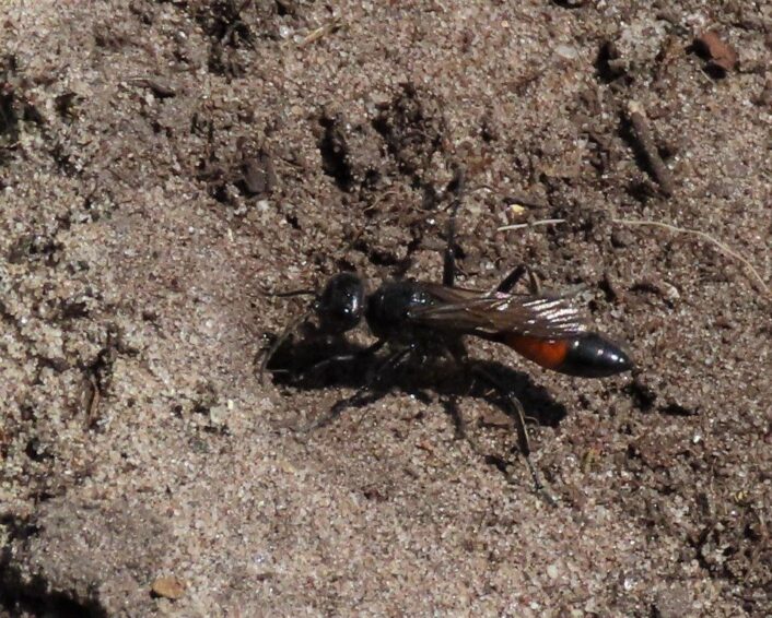 A hot day on the Deben Peninsula | Chris Gibson Wildlife