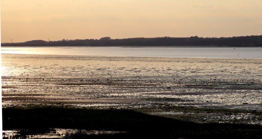 Wrabness Nature Reserve on a summer’s evening | Chris Gibson Wildlife
