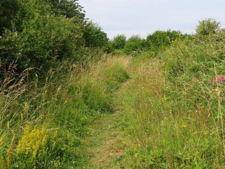 Blog | Chris Gibson Wildlife | Wildlife and Nature Photographer, Essex