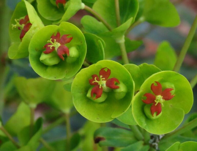 The Wild Side of Beth Chatto Gardens: Euphorbia euphoria… | Chris ...