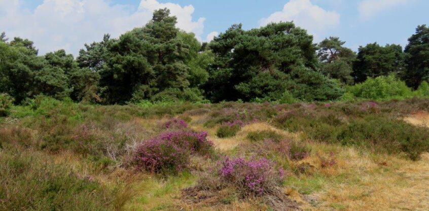 Midsummer in the Suffolk Sandlings | Chris Gibson Wildlife