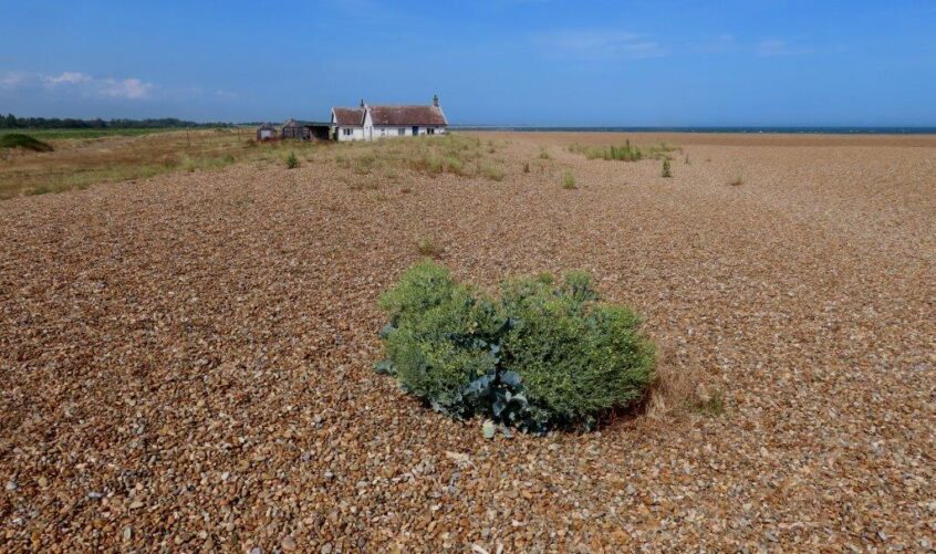 Midsummer in the Suffolk Sandlings | Chris Gibson Wildlife