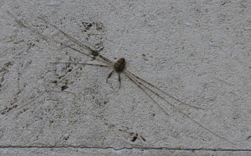 Two days of wildlife, culture and commemoration in and around London ...